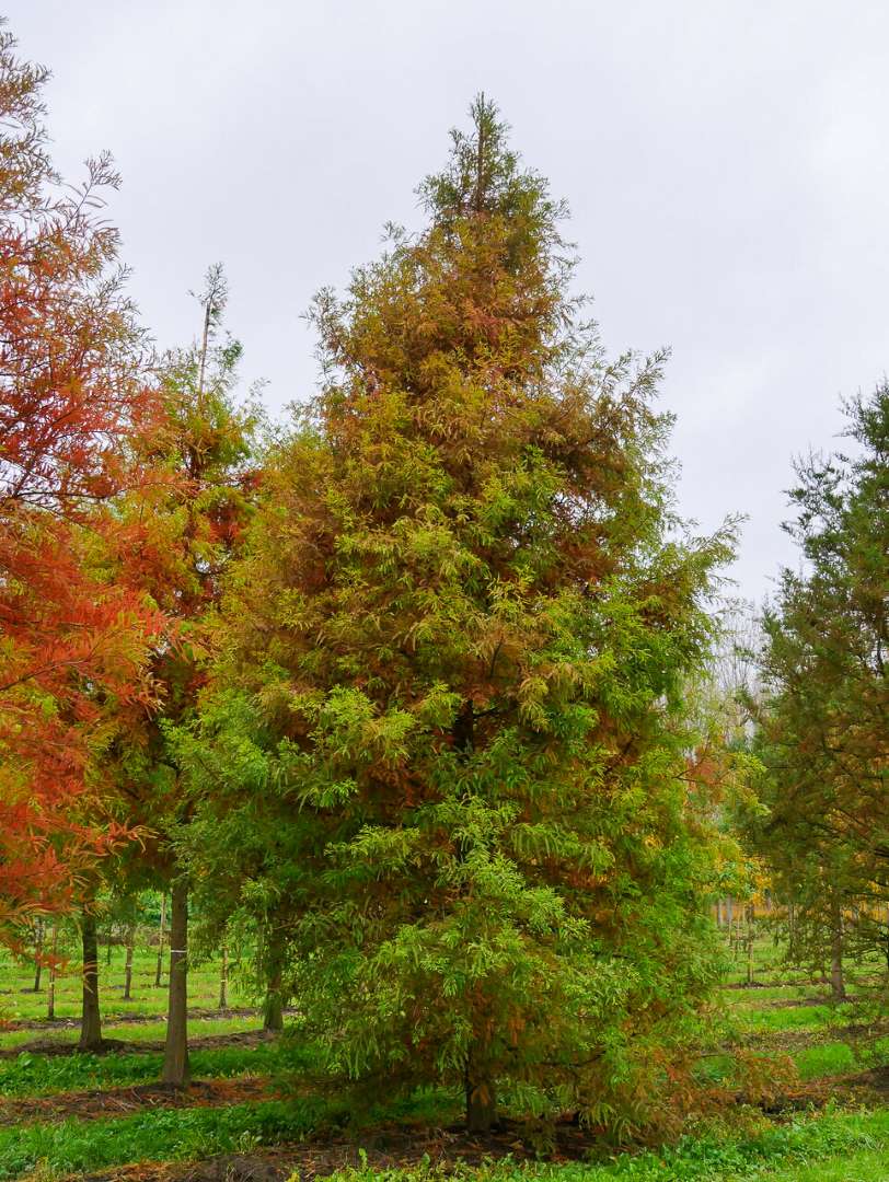 Taxodium distichum | Moerascypres - Van den Berk Boomkwekerijen