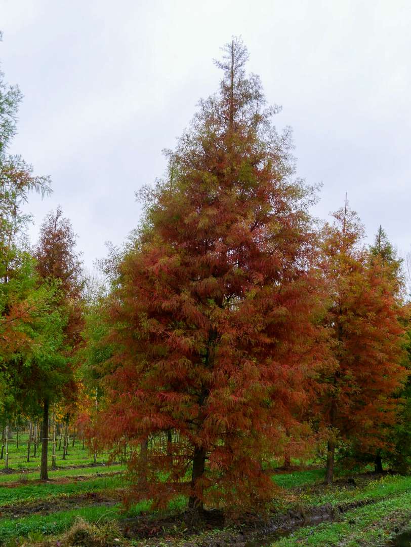 Taxodium distichum | Moerascypres - Van den Berk Boomkwekerijen