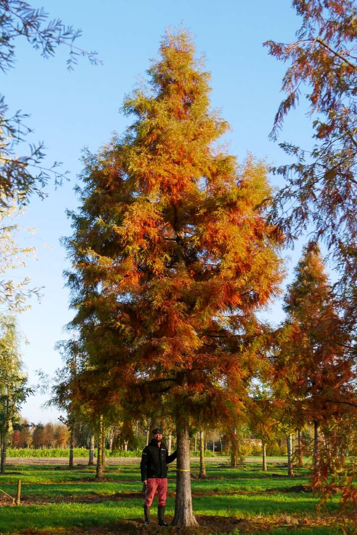 Taxodium distichum | Moerascypres - Van den Berk Boomkwekerijen