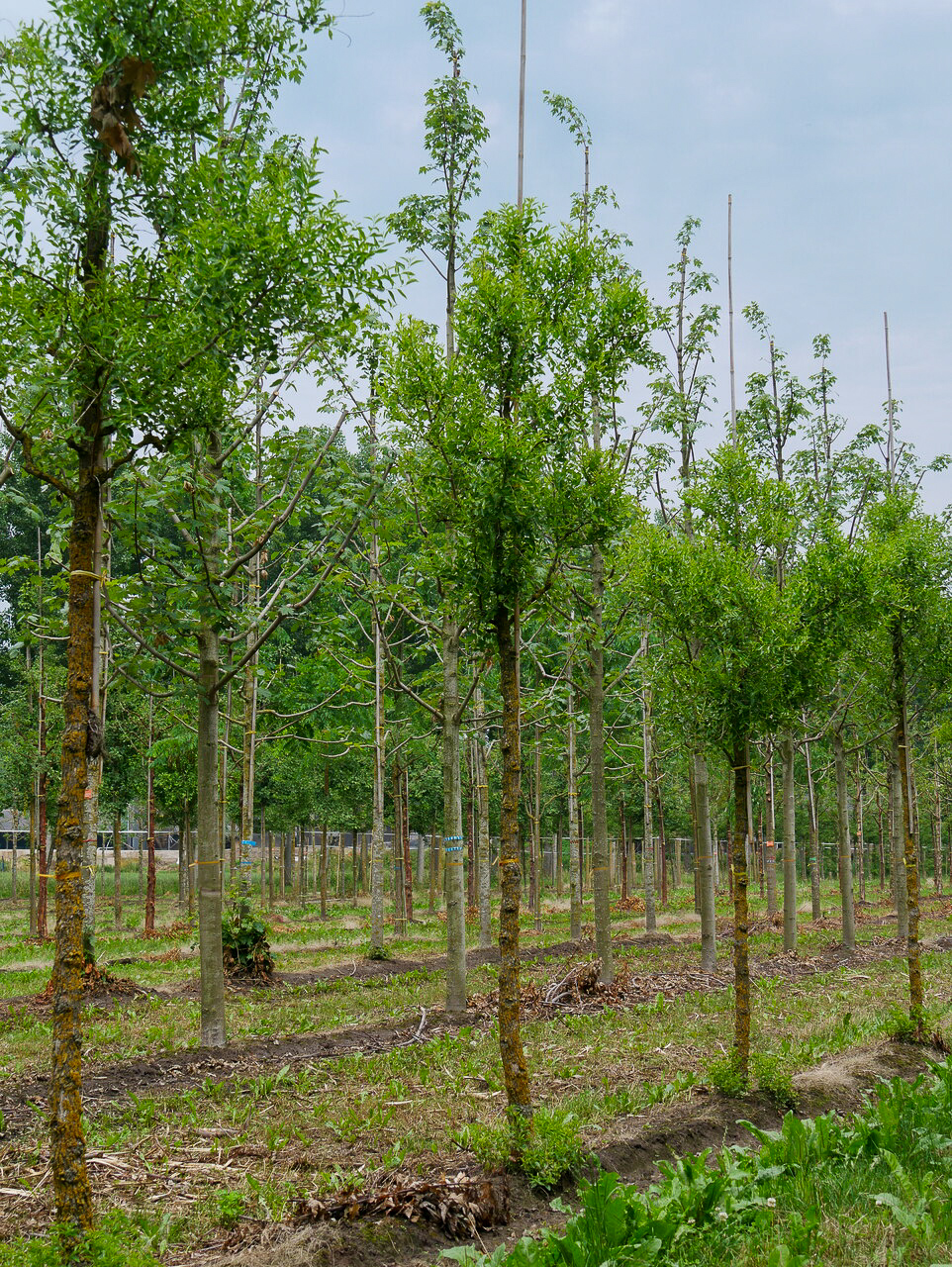 Ziziphus jujuba | Chinese dadelboom, Chinese jujube - Van den Berk ...
