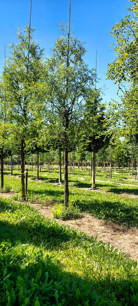 Ziziphus jujuba | Chinese dadelboom, Chinese jujube - Van den Berk ...