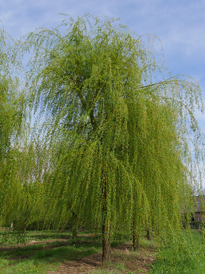 Salix ×sepulcralis 'Chrysocoma' | Treurwilg - Van den Berk Boomkwekerijen