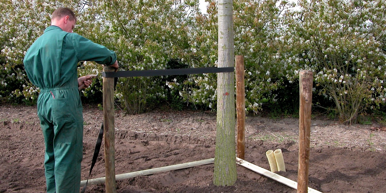 Hoe plant je een boom? Bekijk onze adviezen