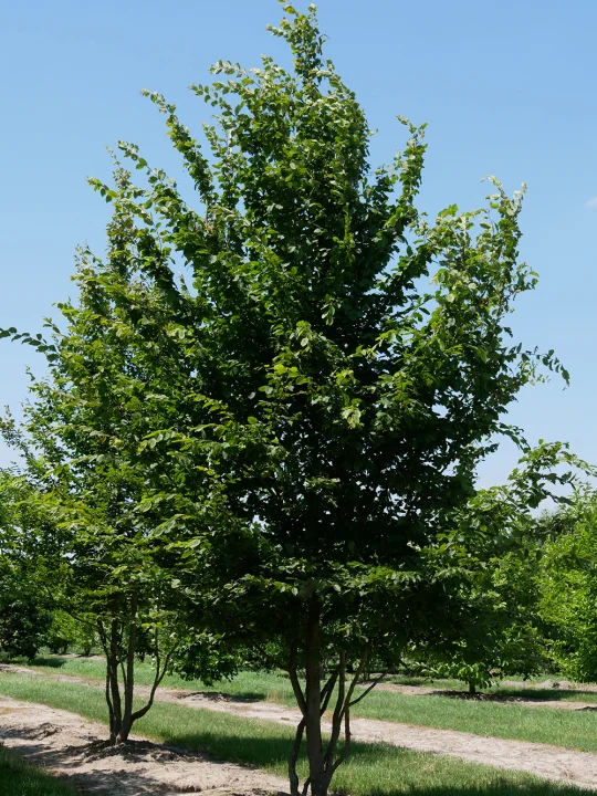Carpinus betulus | Gewone haagbeuk - Van den Berk Boomkwekerijen