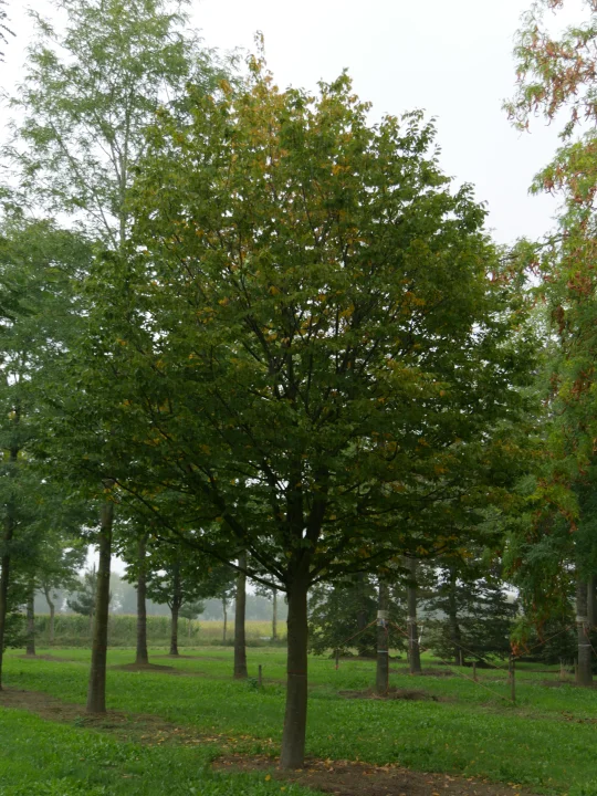 Carpinus betulus 'Purpurea' | Haagbeuk (cv) - Van den Berk Boomkwekerijen