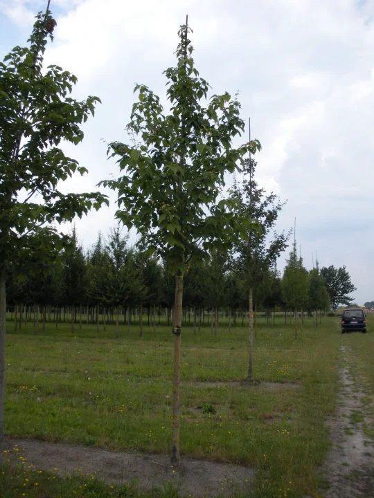 Acer davidii | Chinese esdoorn, Davids esdoorn - Van den Berk ...