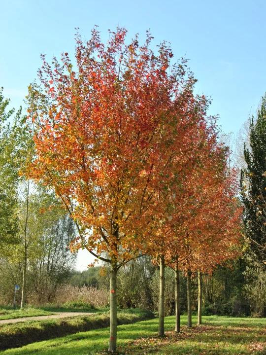 Acer ×freemanii AUTUMN BLAZE ('Jeffersred') - Van den Berk Boomkwekerijen
