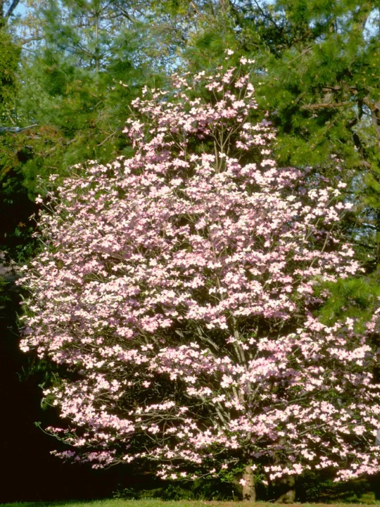 Cornus florida f.rubra | Oost-Amerikaanse kornoelje (cv) - Van den Berk ...