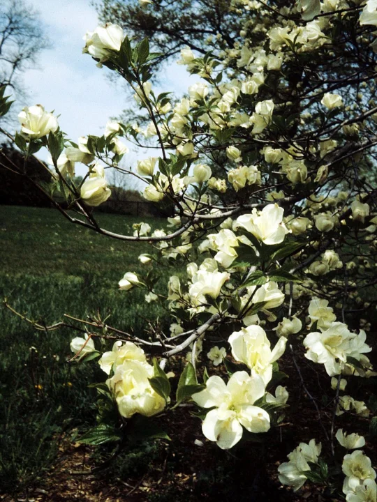 Cornus florida 'Pluribracteata' | Oost-Amerikaanse kornoelje (cv) - Van ...