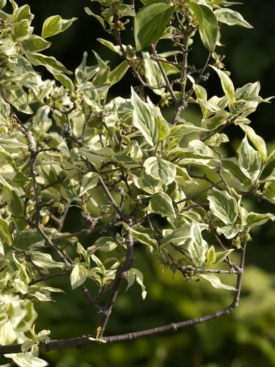 Cornus mas 'Variegata' | Gele kornoelje (cv) - Van den Berk Boomkwekerijen