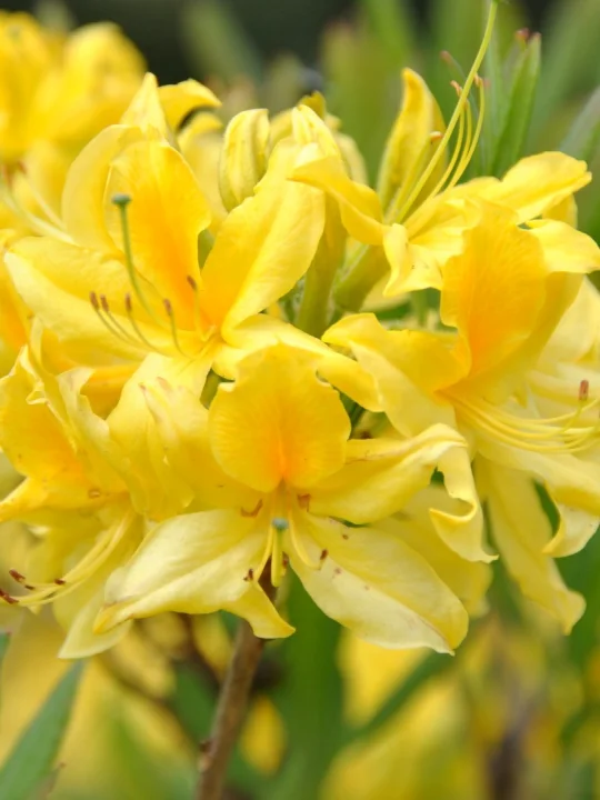 Rhododendron luteum | Pontische azalea - Van den Berk Boomkwekerijen