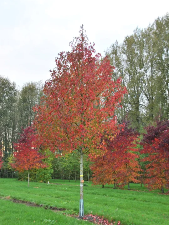 Liquidambar styraciflua 'Stared' | Amberboom (cv) - Van den Berk Boomkwekerijen