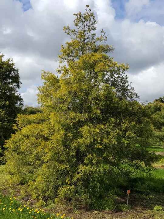 Chamaecyparis pisifera 'Gold Spangle' | Japanse cipres (cv) - Van den ...