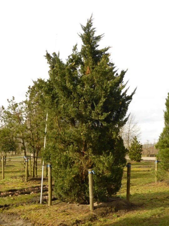 Juniperus chinensis 'Variegata' | Chinese jeneverbes (cv) - Van den ...