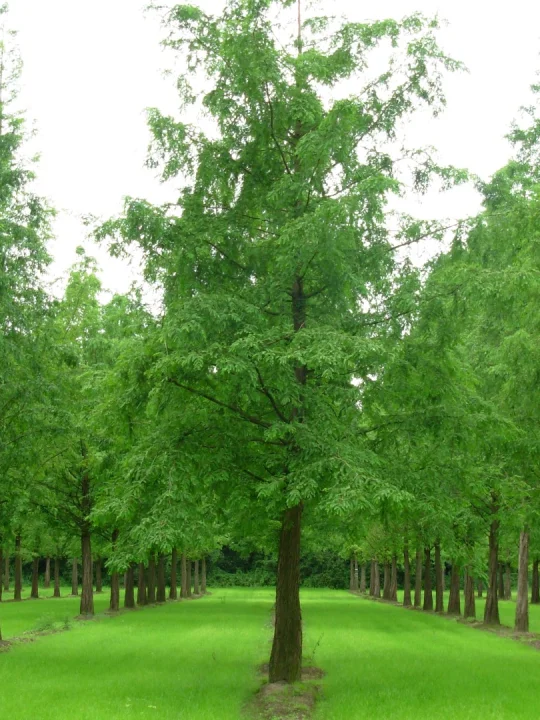 Metasequoia glyptostroboides | Chinese watercipres - Van den Berk ...
