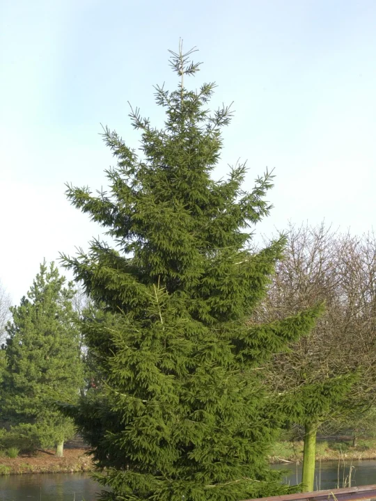 Picea orientalis | Kaukasische spar - Van den Berk Boomkwekerijen