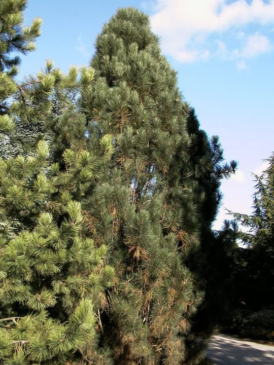 Pinus nigra 'Pyramidalis' | Zuilvormige zwarte den - Van den Berk ...