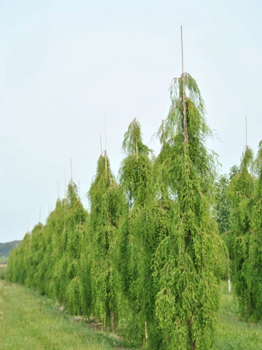 Taxodium distichum 'Cascade Falls' | Treurende moerascypres (cv) - Van ...