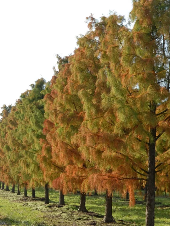 Taxodium distichum 'Nutans' | Moerascypres (cv) - Van den Berk ...