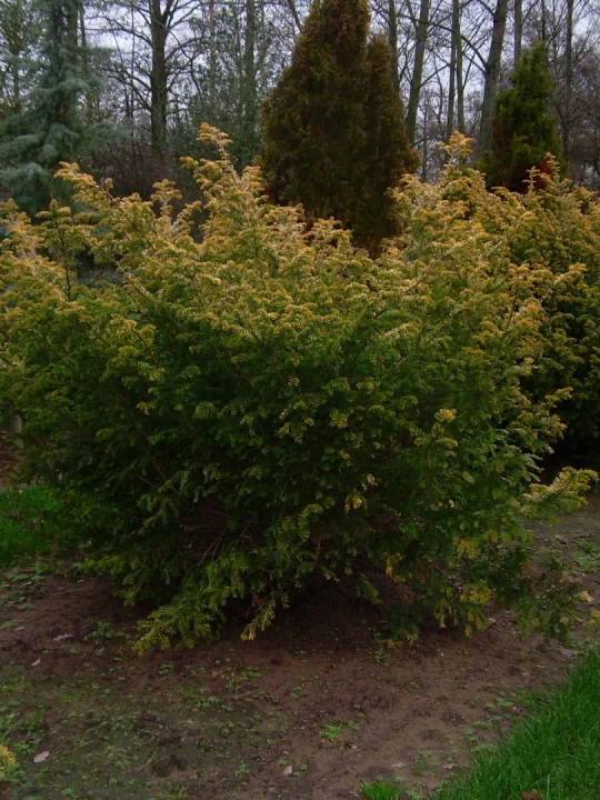 Taxus baccata 'Semperaurea' | Taxus (cv) - Van den Berk Boomkwekerijen