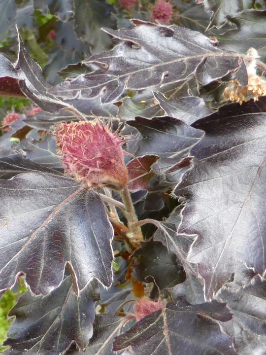 Fagus sylvatica 'Rohanii' | Bruine beuk, rode beuk (cv) - Van den Berk ...