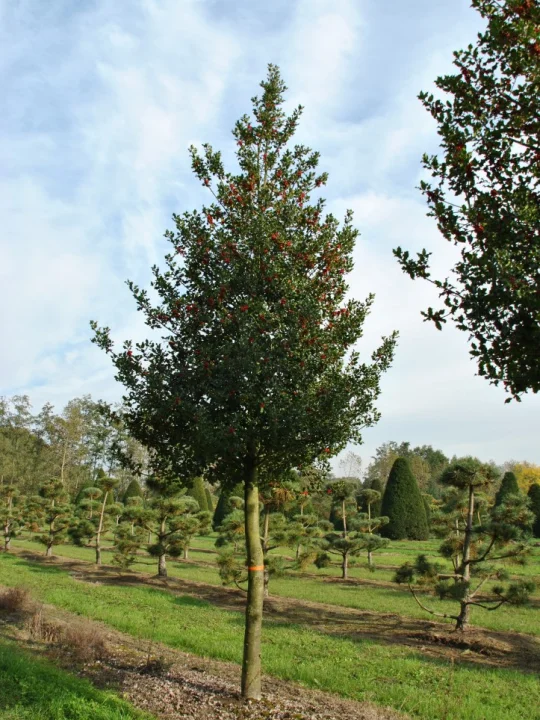 Ilex aquifolium | Gewone hulst, Groene hulst, Scherpe hulst - Van den ...
