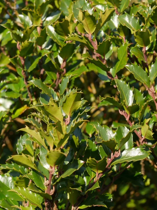Ilex ×meserveae 'Blue Prince' | Blauwe hulst (cv) - Van den Berk ...