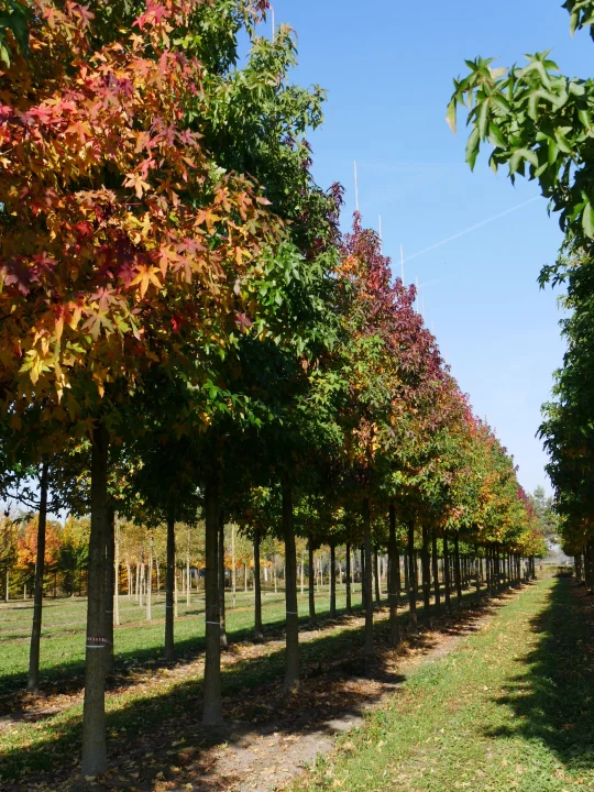 Liquidambar styraciflua 'Silver King' | Amberboom (cv) - Van den Berk Boomkwekerijen
