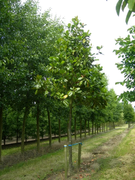 Magnolia grandiflora | Zuidelijke magnolia, Grootbloemige magnolia ...