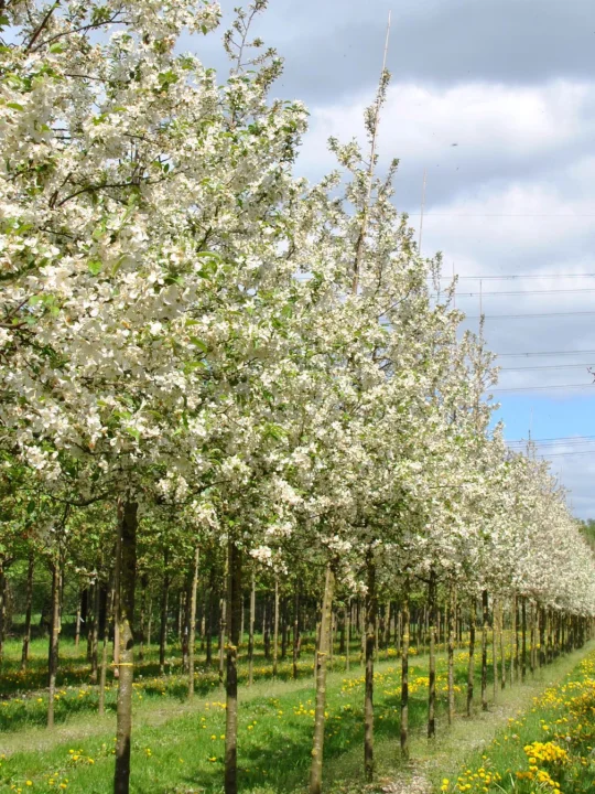 Malus 'Evereste' | Sierappel (cv) - Van den Berk Boomkwekerijen