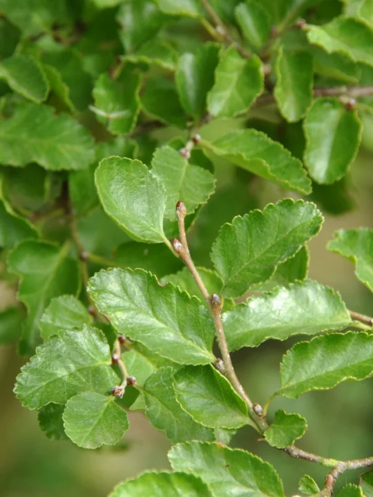 Nothofagus antarctica | Zuidelijke beuk, Schijnbeuk - Van den Berk ...