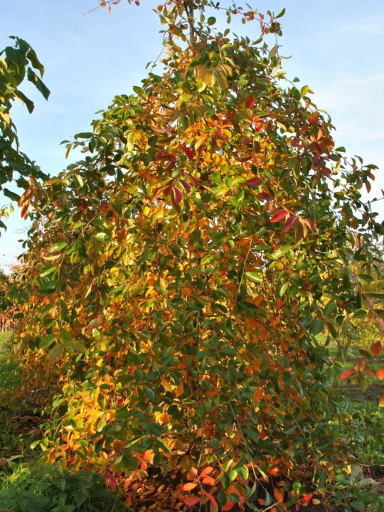 Nyssa sylvatica 'Autumn Cascades' | Treurende zwarte tupeloboom - Van ...