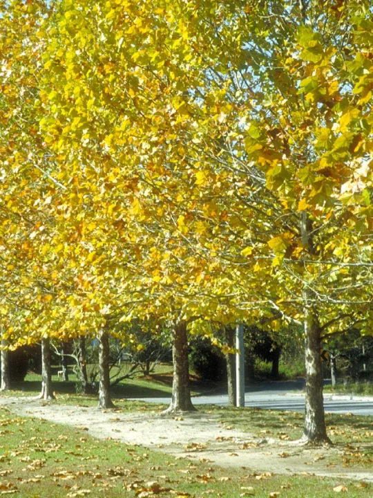 Platanus occidentalis | Westerse plataan - Van den Berk Boomkwekerijen