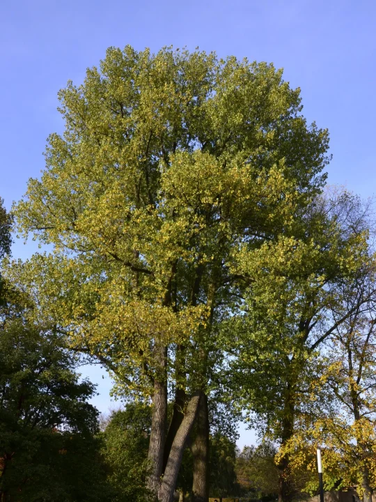 Populus ×canadensis | Canada-populier, Zwarte hybride-populier - Van ...