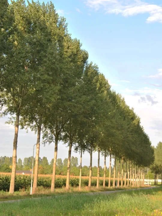 Populus ×canadensis 'Koster' | Canada-populier (cv) - Van den Berk ...