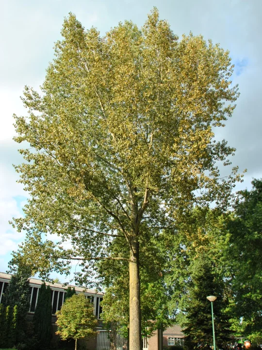 Populus ×canadensis 'Marilandica' | Canada-populier (cv) - Van den Berk ...