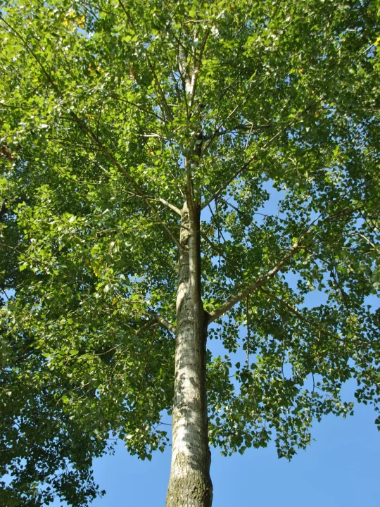 Populus ×canadensis 'Robusta' | Canada-populier (cv) - Van den Berk ...