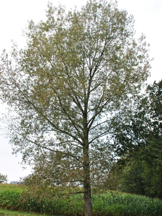 Populus nigra 'Wolterson' | Europese zwarte populier (cv) - Van den ...