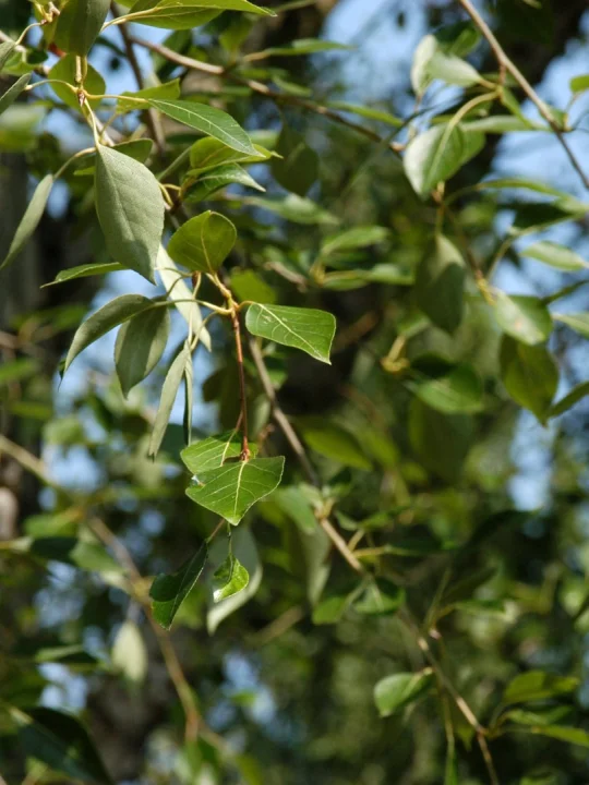 Populus simonii | Chinese balsempopulier - Van den Berk Boomkwekerijen