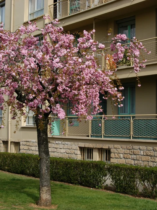 Prunus 'Kiku-shidare-zakura' | Treursierkers - Van den Berk Boomkwekerijen