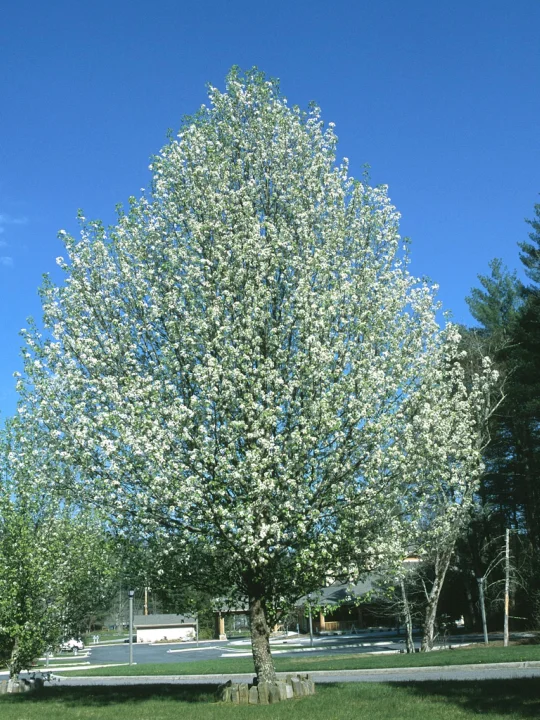 Pyrus calleryana 'Bradford' | Sierpeer (cv) - Van den Berk Boomkwekerijen