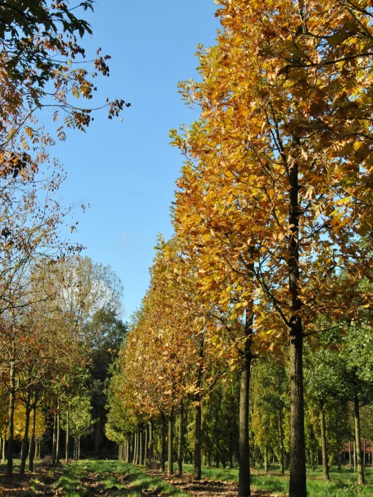 Quercus frainetto | Hongaarse eik - Van den Berk Boomkwekerijen