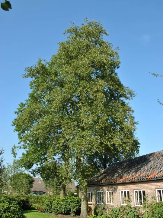 Alnus cordata | Hartbladige els - Van den Berk Boomkwekerijen