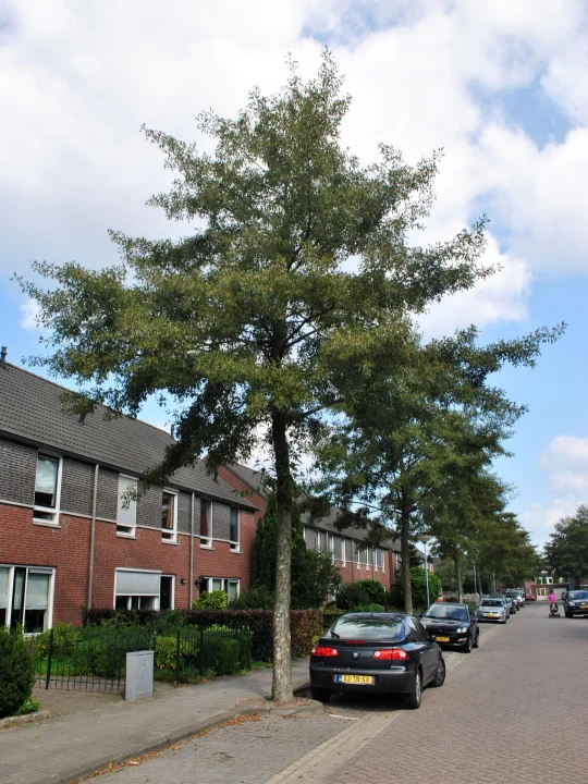 Alnus incana 'Laciniata' | Witte els (cv) - Van den Berk Boomkwekerijen