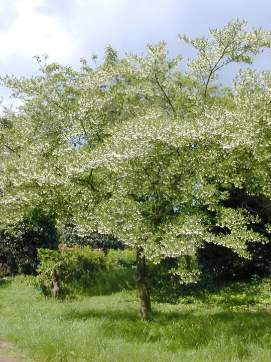 Styrax japonicus | Japanse storaxboom - Van den Berk Boomkwekerijen