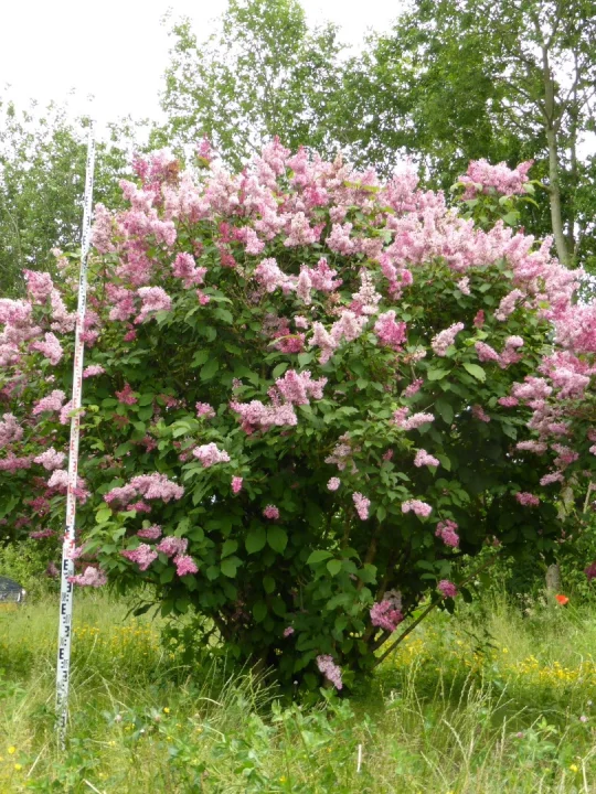 Syringa josikaea | Hongaarse sering - Van den Berk Boomkwekerijen