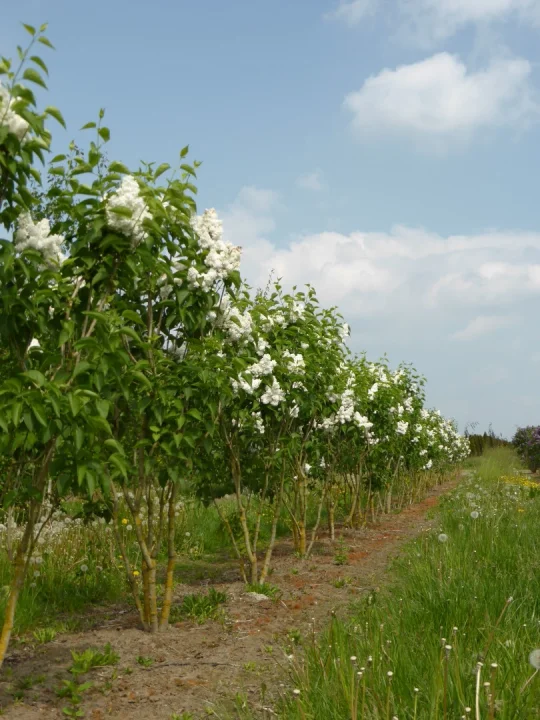 Syringa vulgaris 'Mme Lemoine' | Gewone sering (cv) - Van den Berk ...