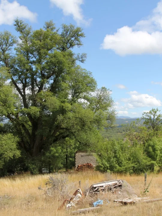 Ulmus minor | Veldiep, Gladde iep - Van den Berk Boomkwekerijen