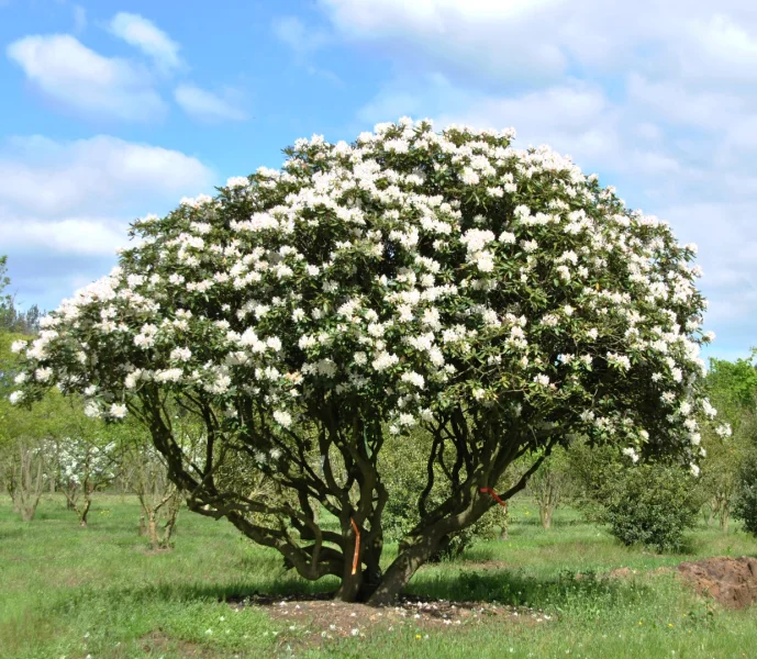 Rhododendron 'Cunningham's White' | Grootbloemige rododendron (cv ...