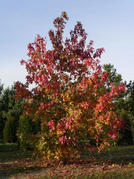 Liquidambar styraciflua | Amberboom - Van den Berk Boomkwekerijen